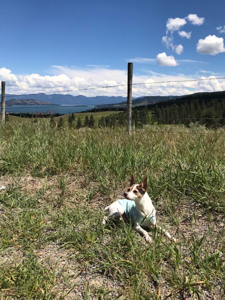 Road Trip: Glacier National Park – Part 1 – BRE WANDERS